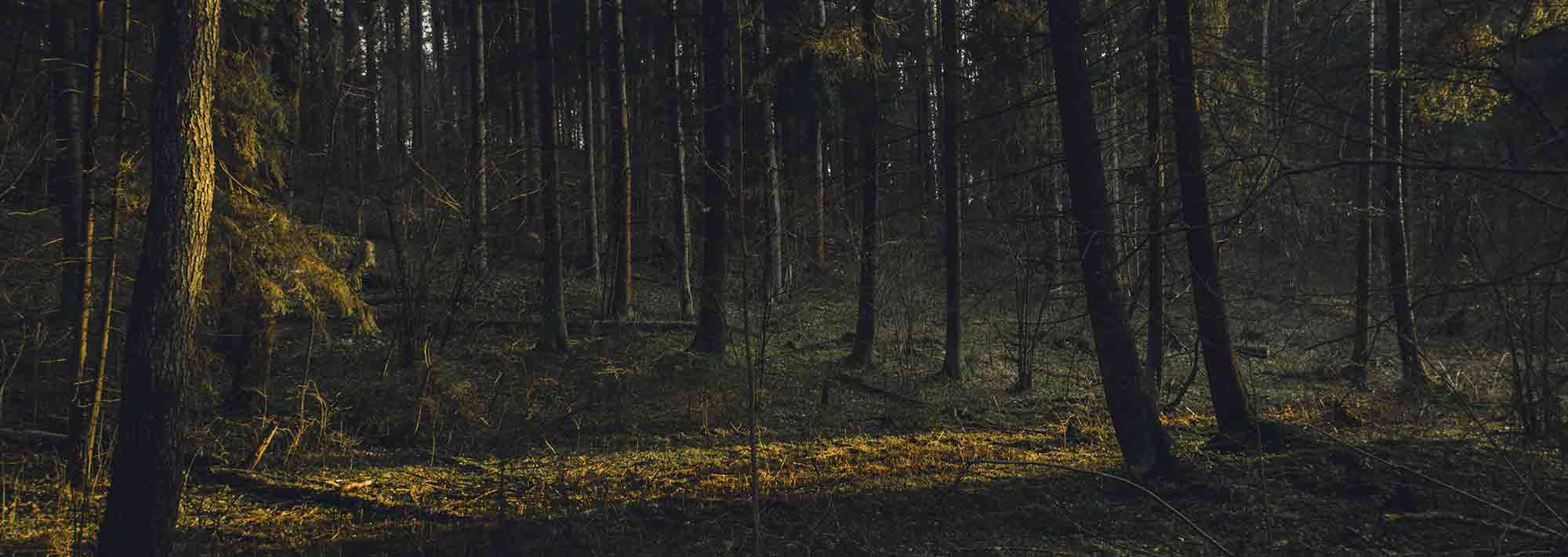 El Bosque Negro. • Codex de la Marca